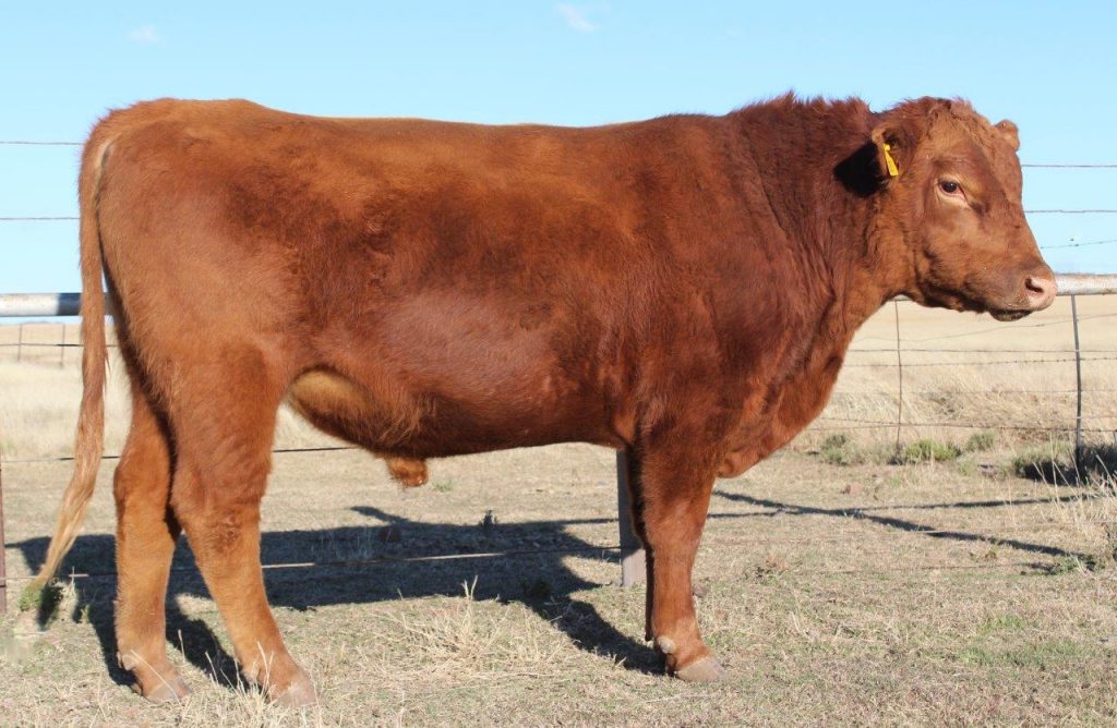 Bulls For Sale – Bungaree Red Angus Stud